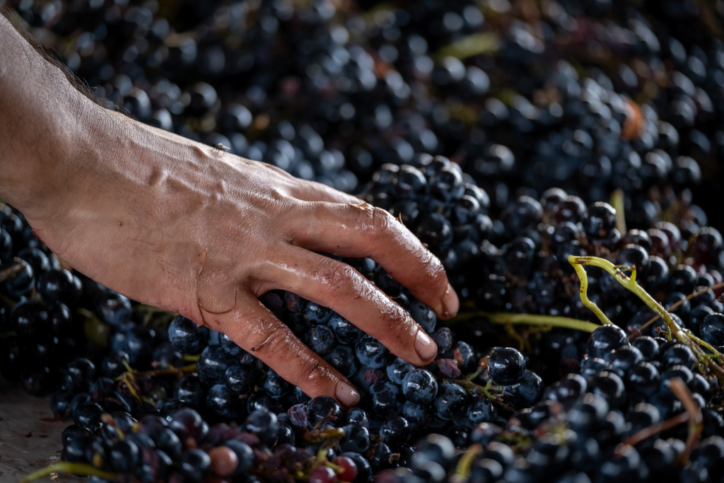 Sur Le Zinc – Martines Wines