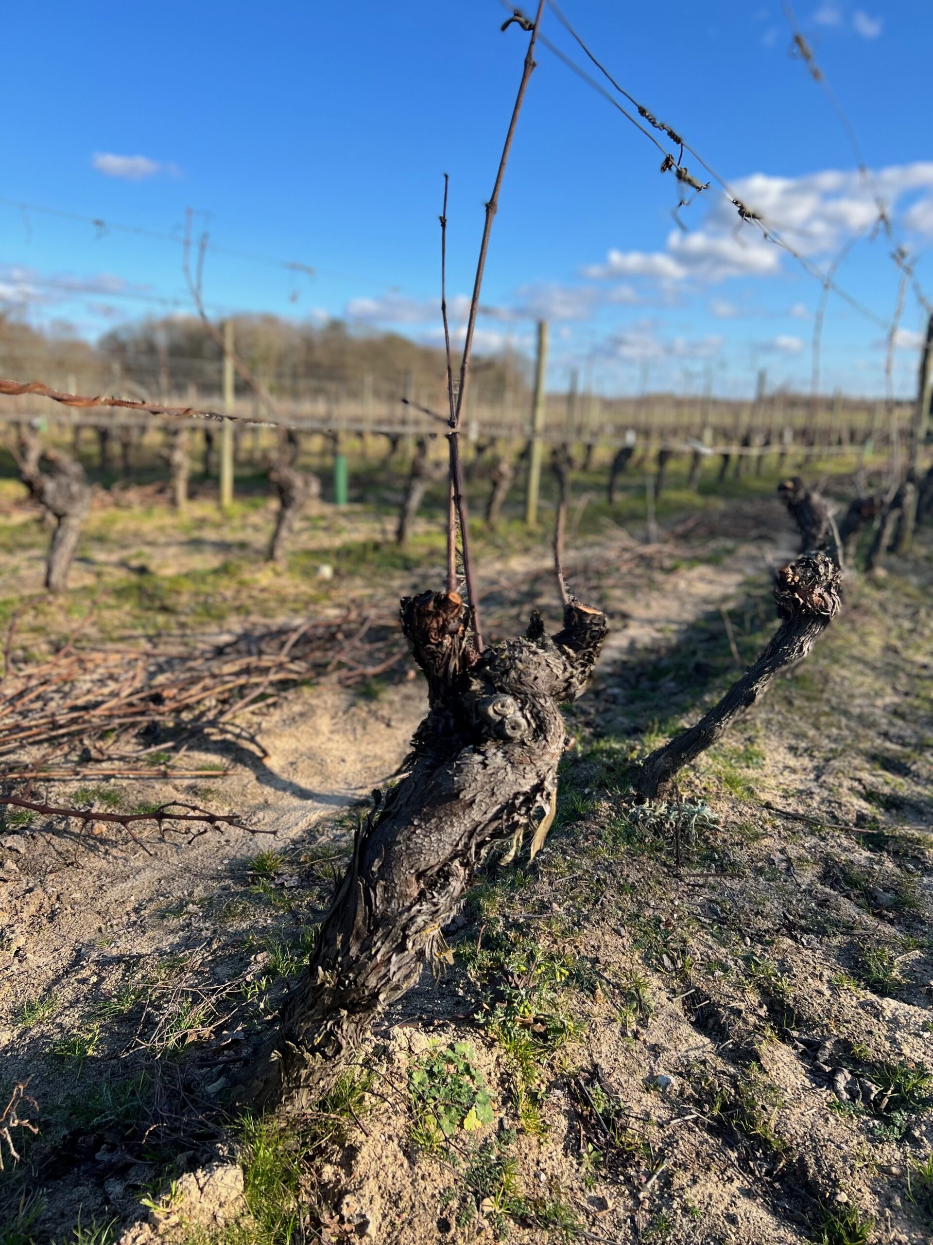 Henry Marionnet and Pre-Phylloxera Vines – Martines Wines